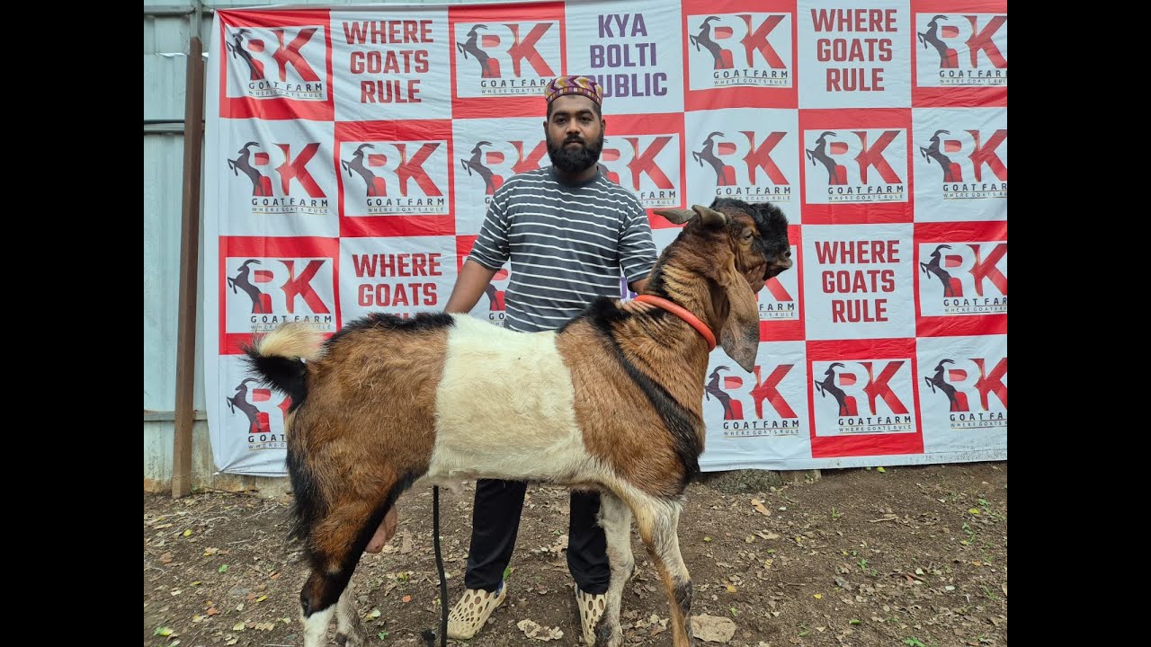 LALA - The Legendary Goat 🔥🔥#rkgoatfarm - YouTube
