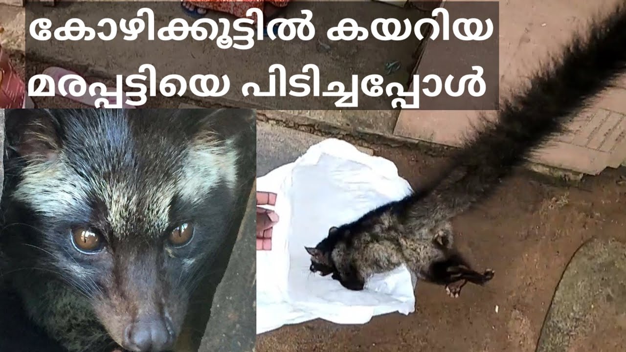 മരപ്പട്ടിയെ പിടികൂടി release ചെയ്യുന്ന video/ civet rescue/palm civet ...