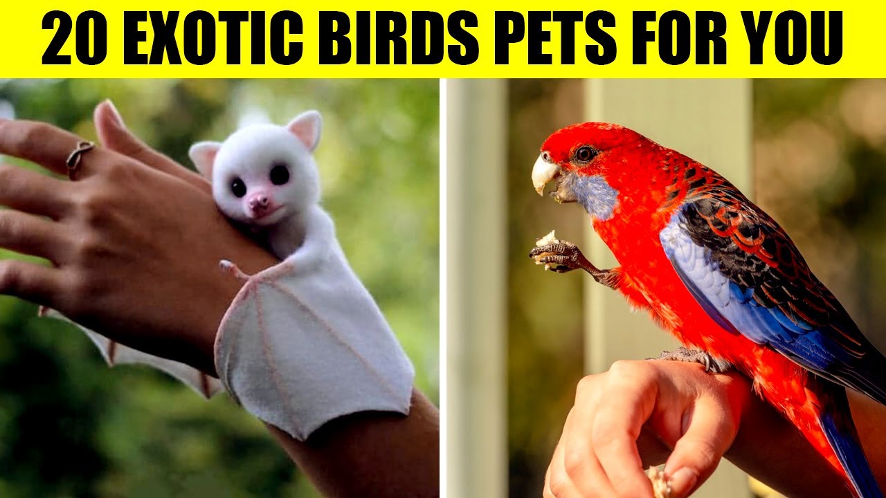 20 Amazing Exotic Birds You Can Own As Pets - YouTube