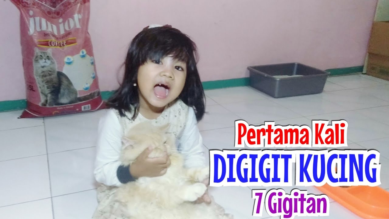 Pertama Kali Digigit Kucing Sampe 7 Gigitan Pake Obat Apa Aja Bahaya ...