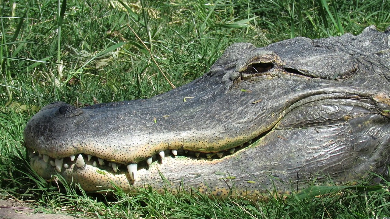 Alligator Adaptations - YouTube