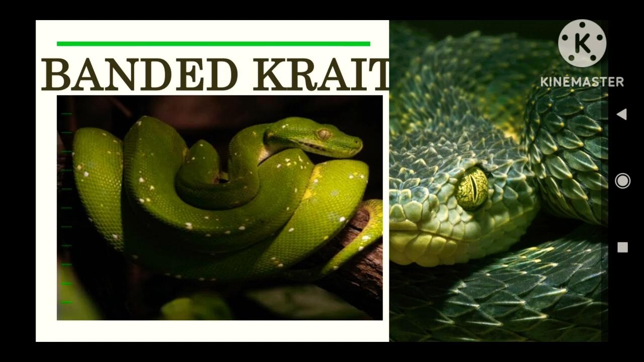 Snake name , snake vocabulary, snakes name in hindi and english - YouTube