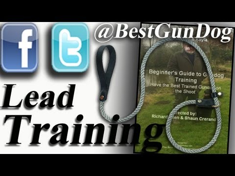 Gun Dog Lead Training from (www.bestgundog.com) - YouTube