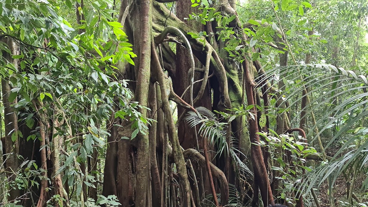 Menyusuri Hutan Yang Ada Pohon Kayu Borneo Senilai 100 Juta Dikelilingi ...