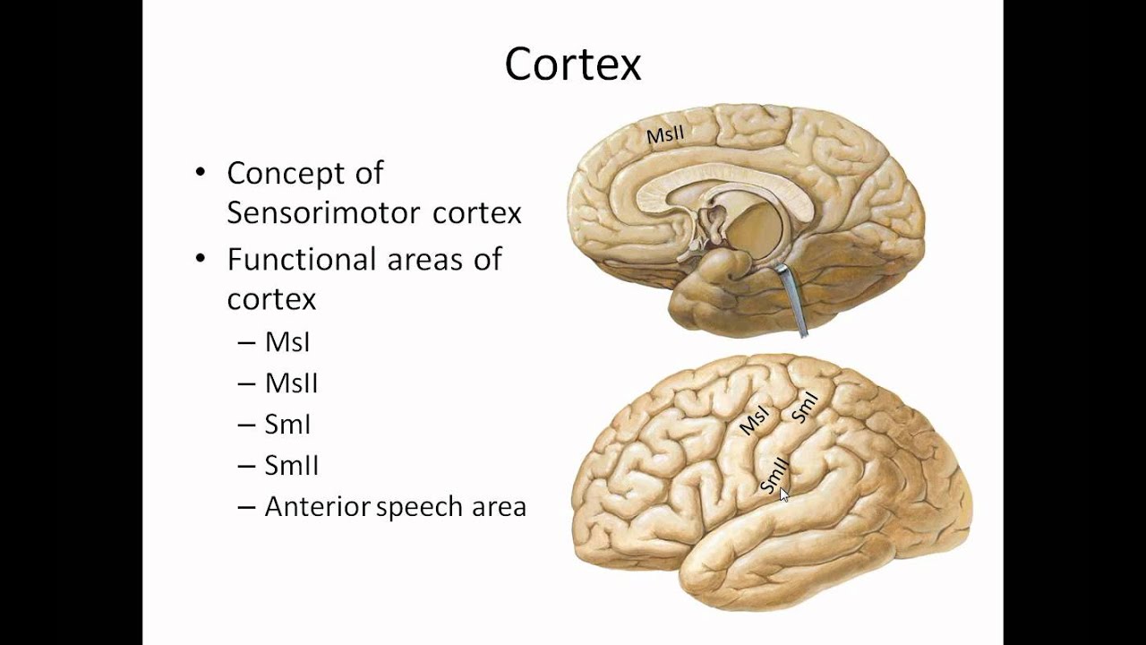 CNS Functional cortical areas - YouTube