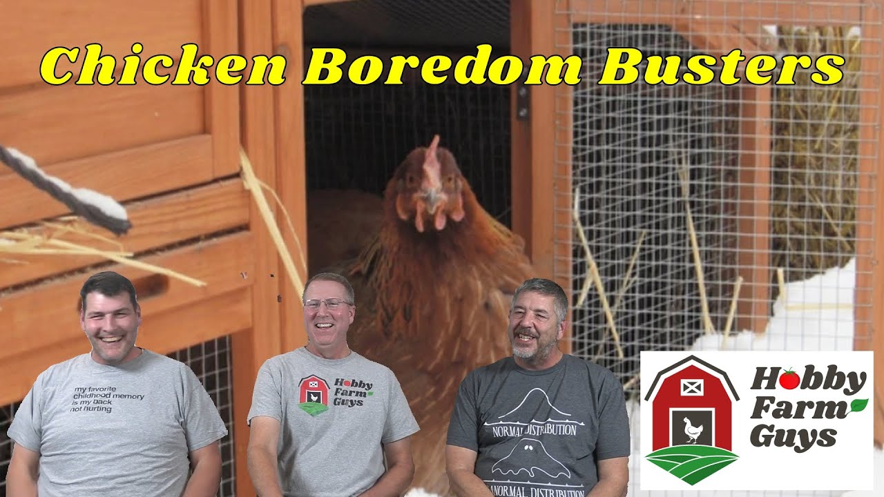 Chicken Boredom Busters - PLUS: A Viewer Question About Speckled Eggs ...