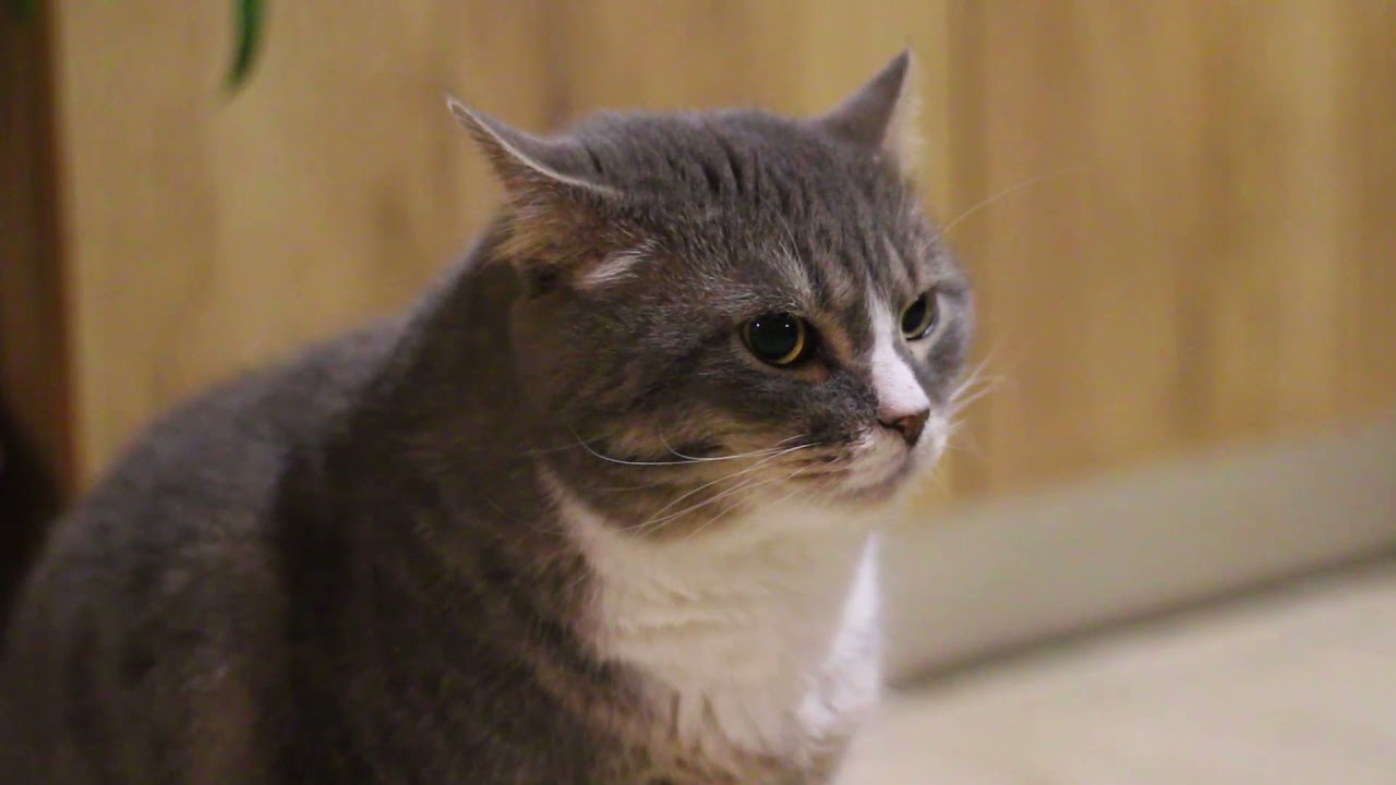 cat videos for kids,cat funny shorts,cute kitten - YouTube