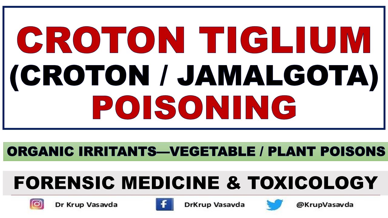 Croton Tiglium || Croton or Jamalgota Poisoning || Plant poison || Dr ...