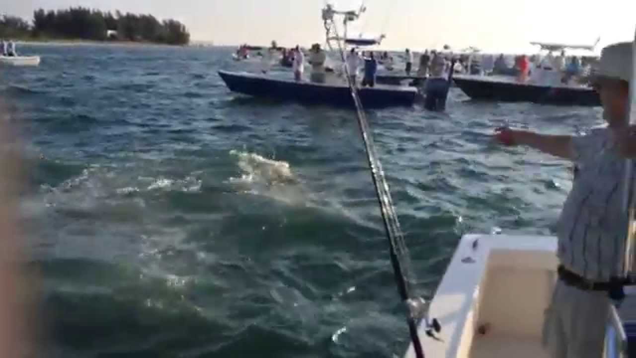 Sharks attack a tarpon. - YouTube