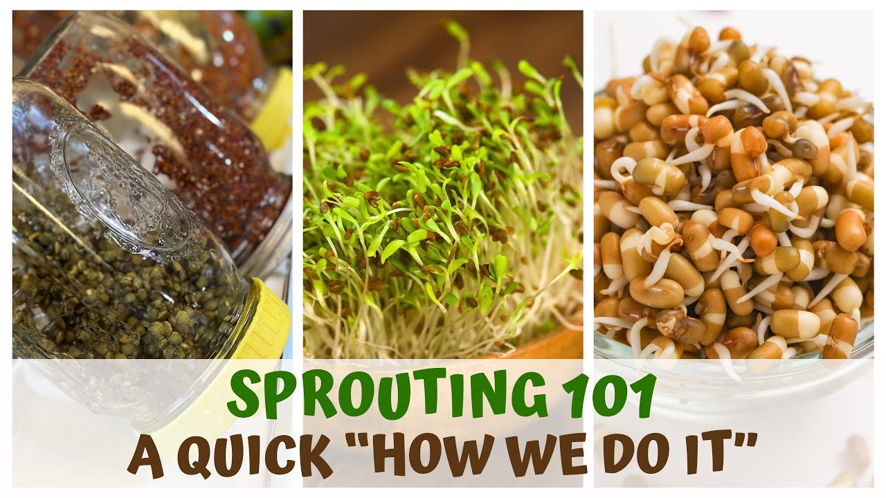 SPROUTING 101 - A QUICK “HOW WE DO IT” + Q&A - YouTube