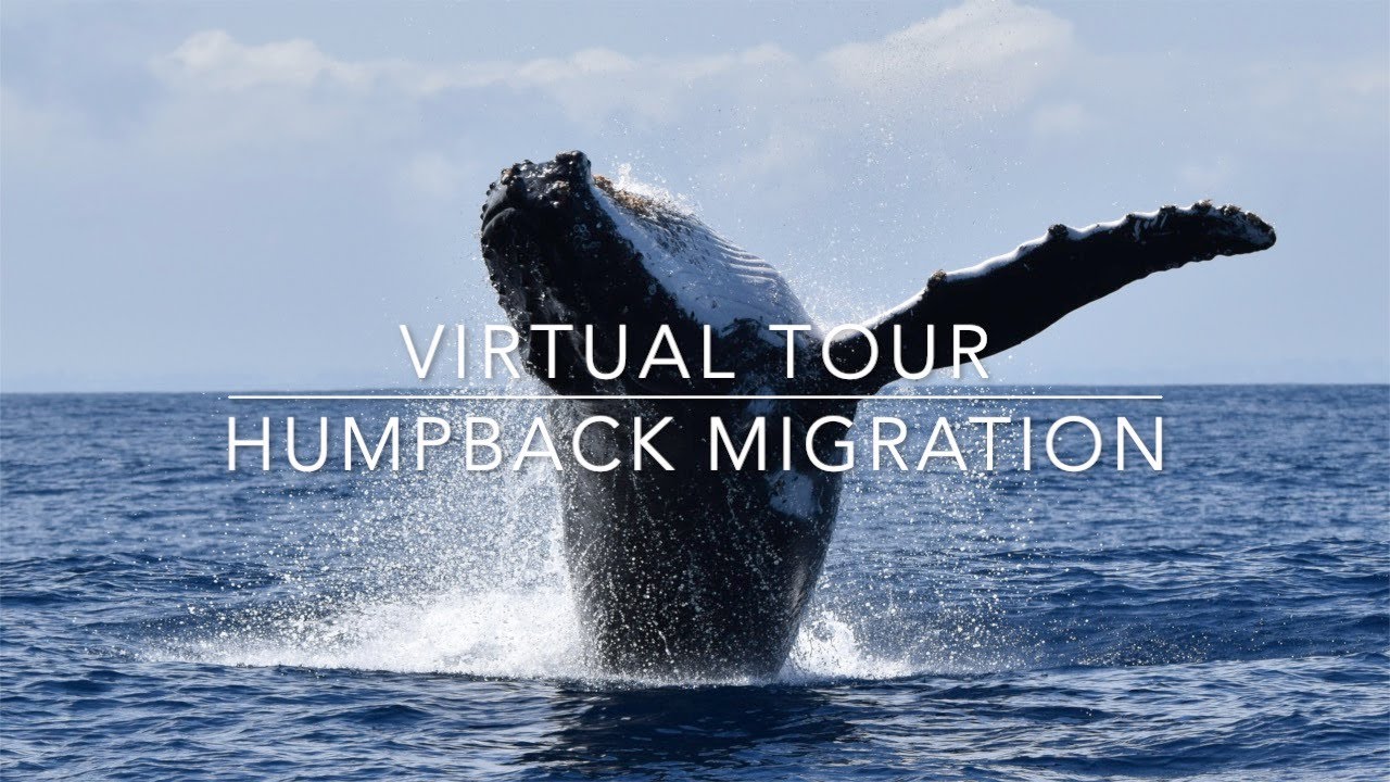 Virtual Tour Humpback Migration - Episode 6 - YouTube