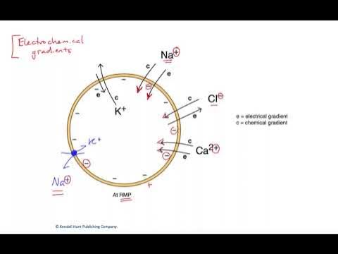 Electrochemical gradients - YouTube