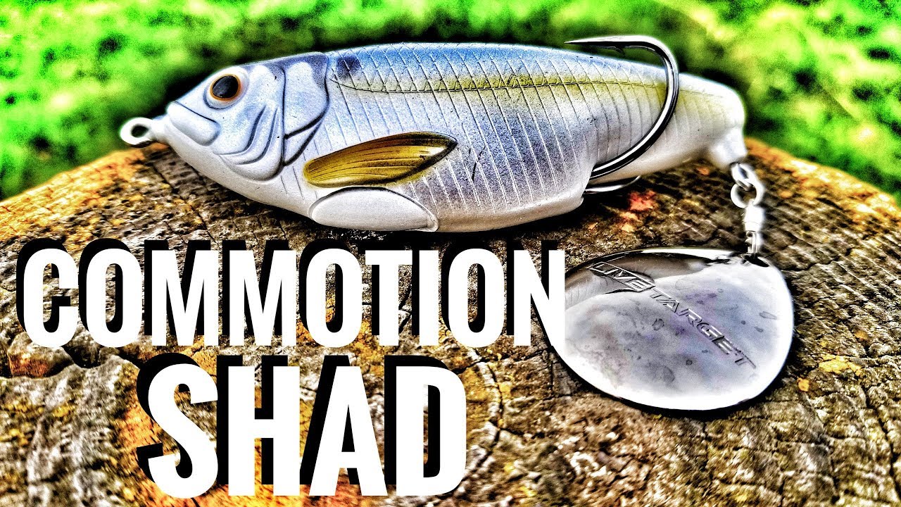 LiveTarget COMMOTION SHAD | Lure review (Underwater Footage) - YouTube