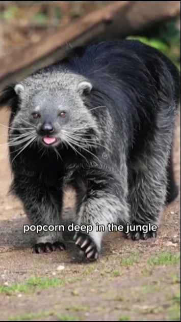 The Bearcat That Smells Like Popcorn! 🍿 | Weirdest Animal Facts# ...
