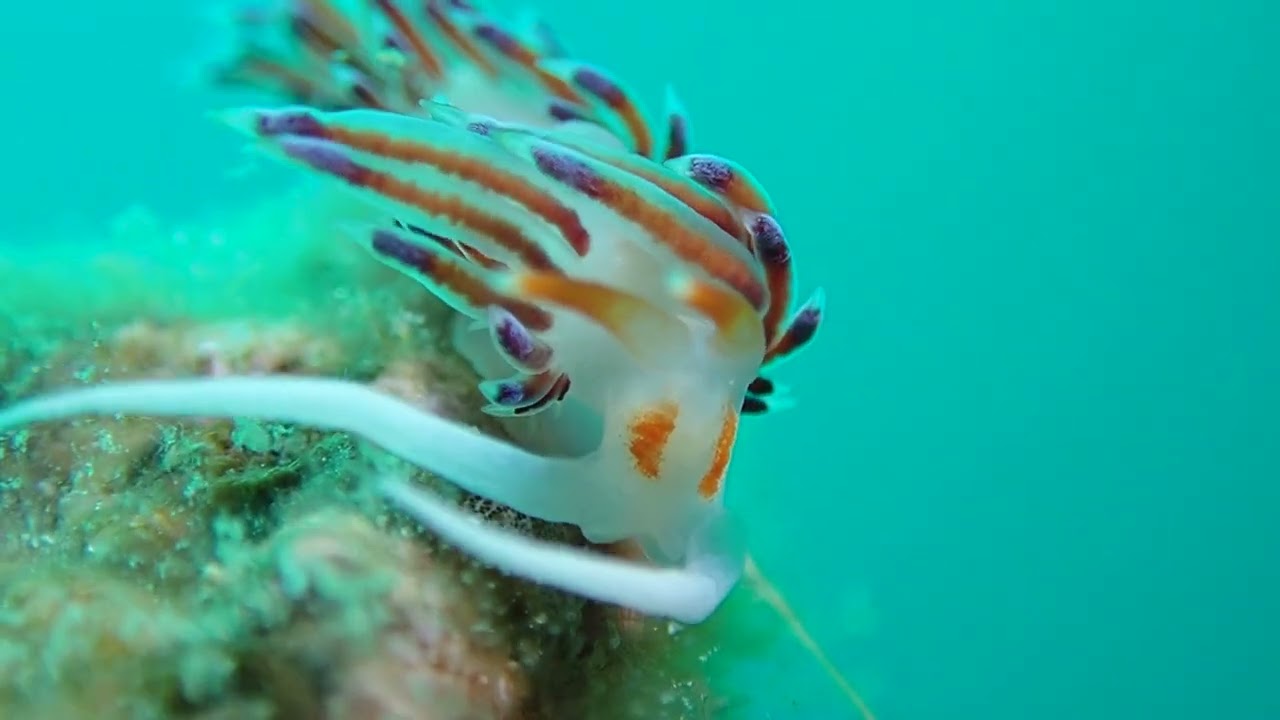 beautiful fish jaili - YouTube