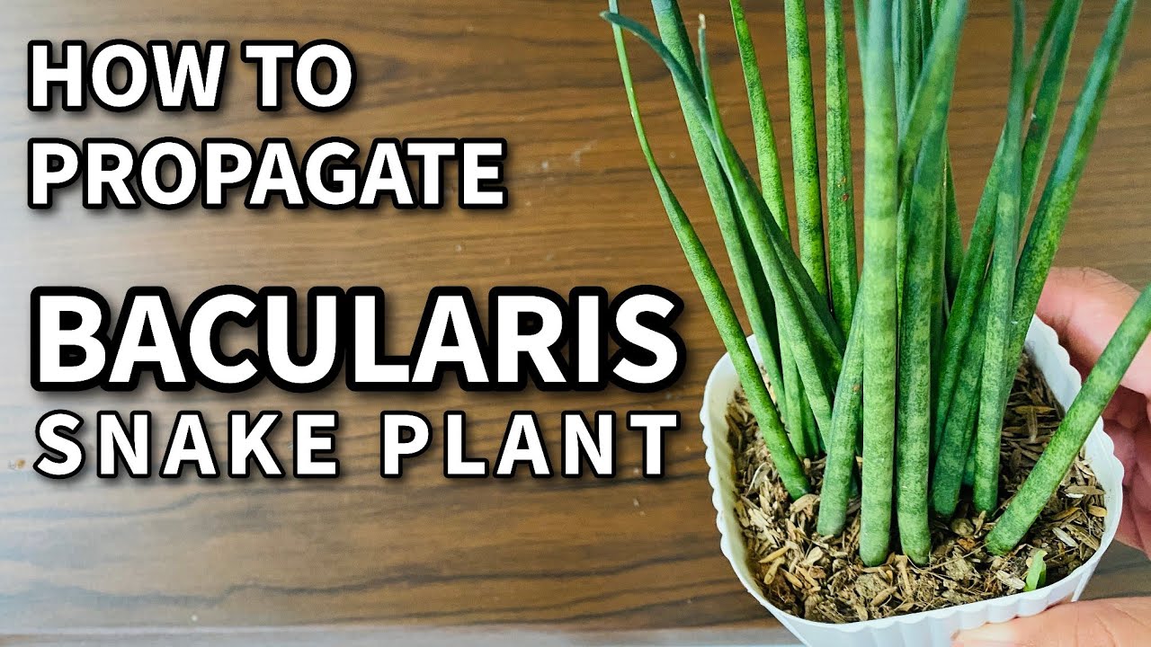 HOW TO PROPAGATE BACULARIS | Plant Care for Beginners - YouTube