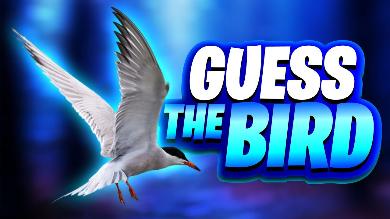 Guess the Bird Quiz # 118 - YouTube