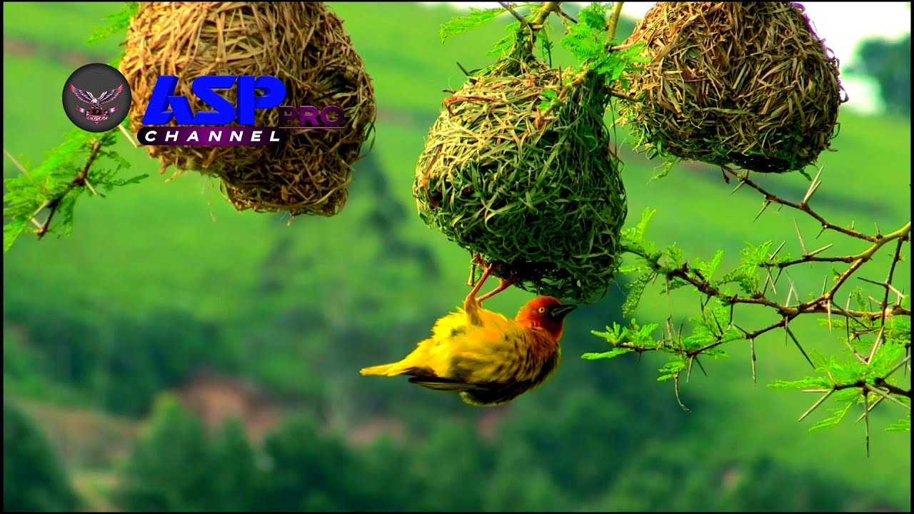 Amazing birds in the wild | animal planet | relax - YouTube
