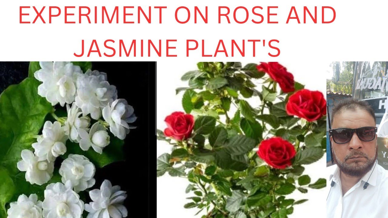 NEW EXPERIMENT ON ROSE AND JASMINE PLANT'S. - YouTube