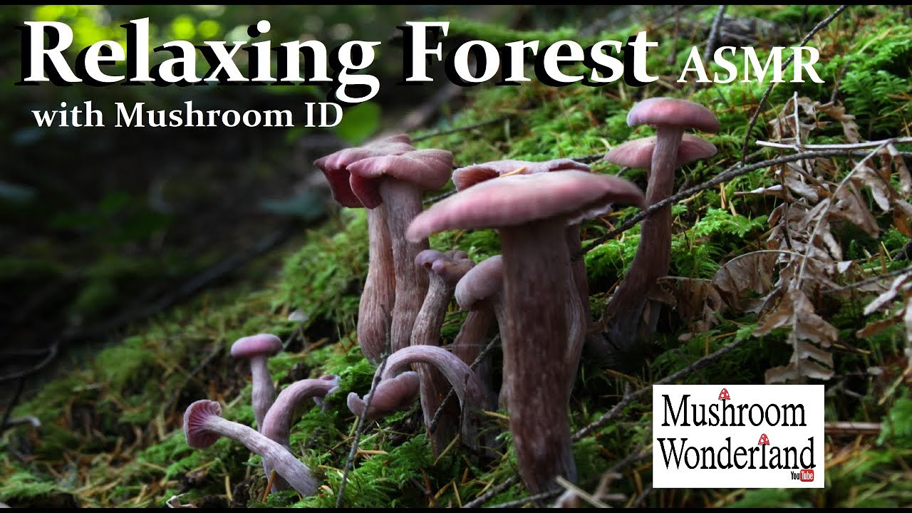 Relaxing Forest with Mushroom Identification (NO TALKING) - YouTube