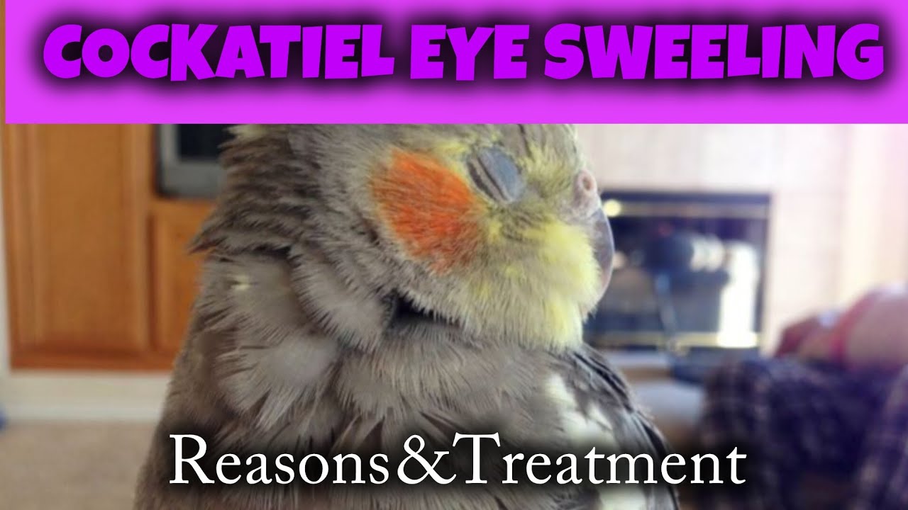 Cockatiel Eye Infection || Reasons & Treatment || @aanch News Alerts ...