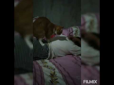 Our Coco loves to massage my mom.. 🐈🐈🥰🥰🥰