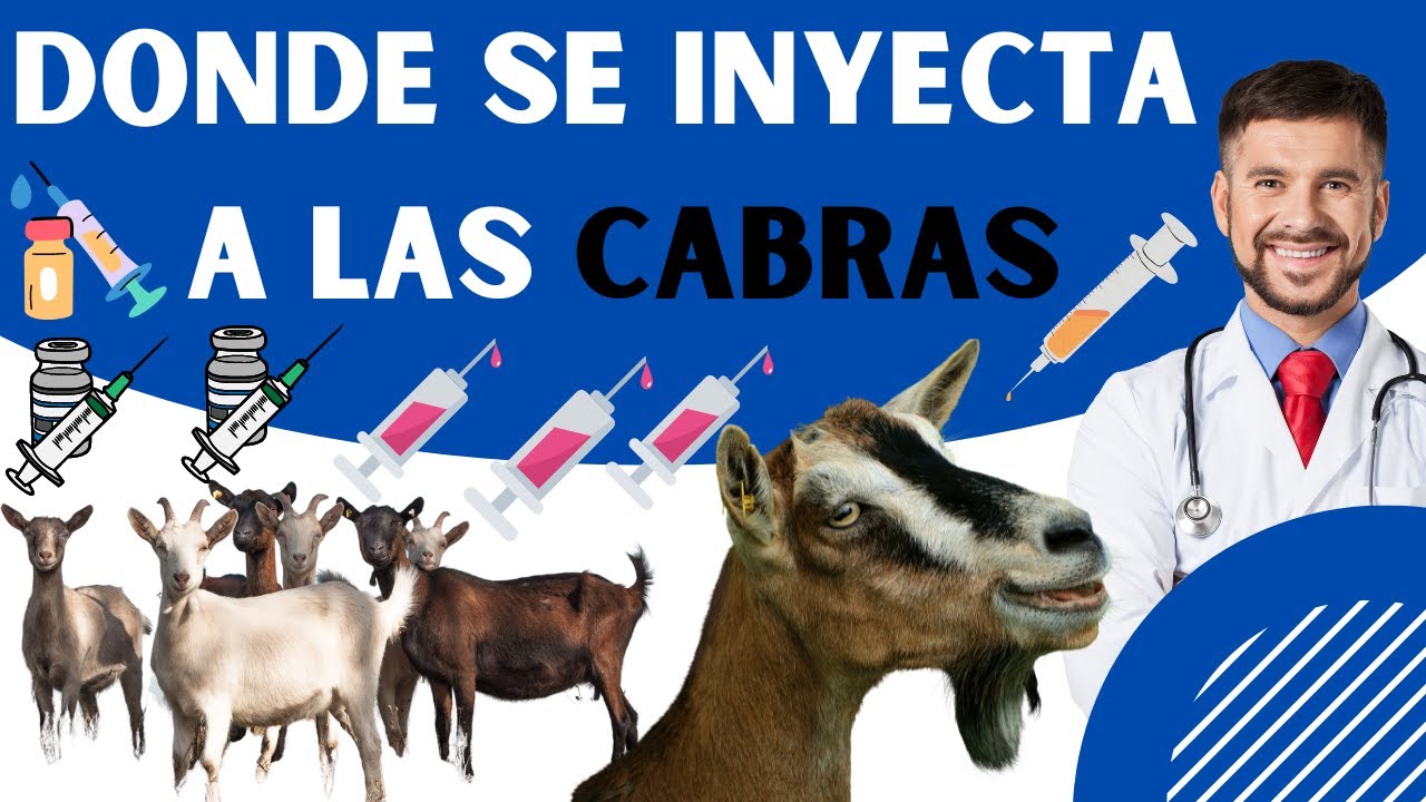 Inyección en cabras: ¡Aprende lo esencial! - YouTube