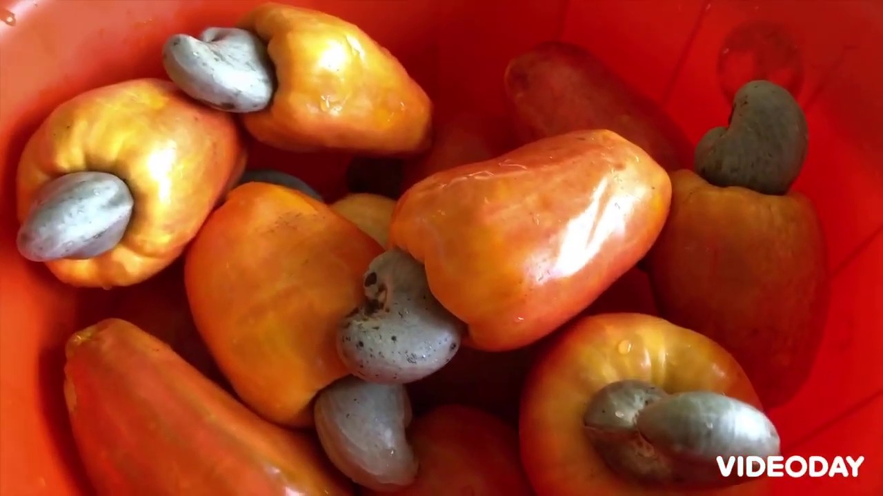 Refresco ó Jugo de Marañon. - YouTube