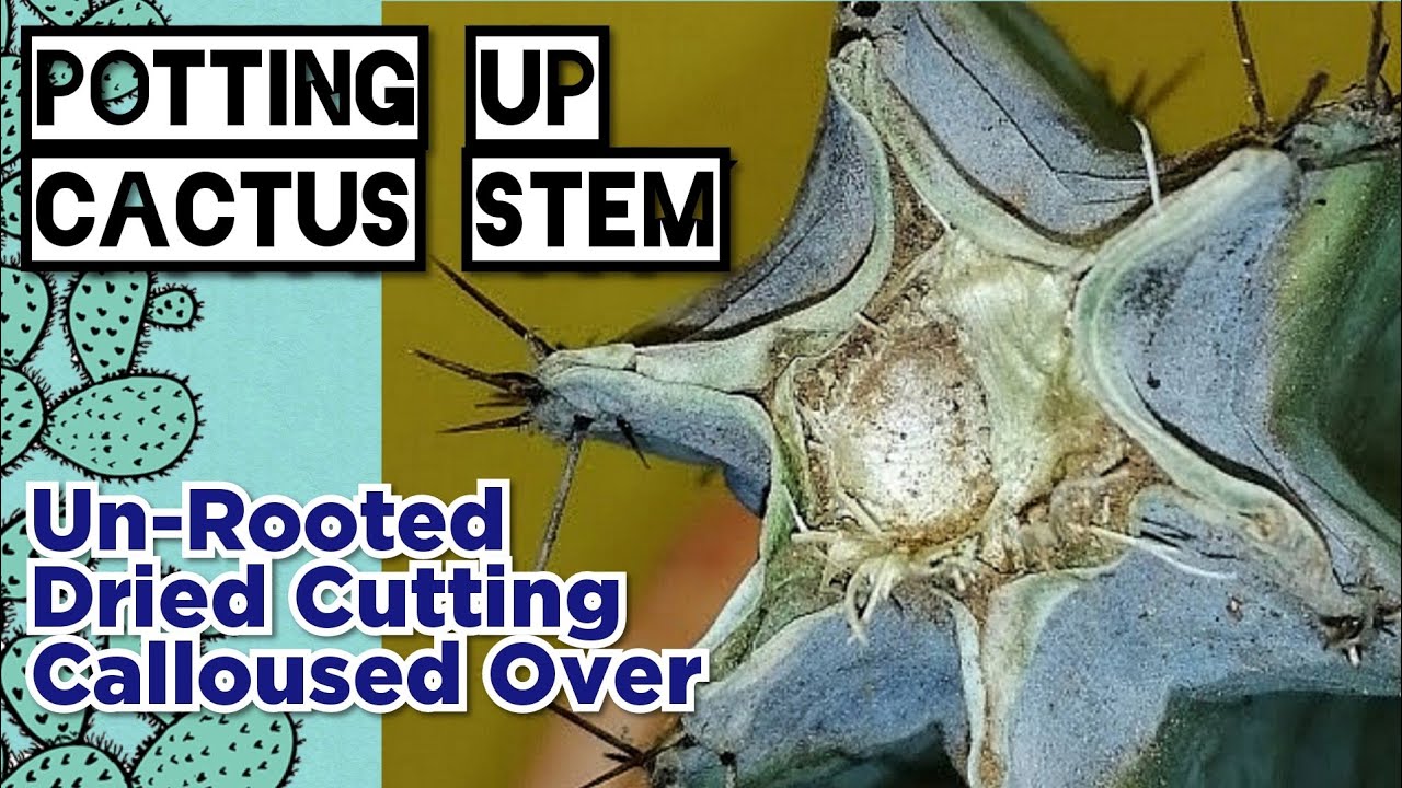 Potting Up Unrooted dried Cactus Stem/Cutting UPDATE - YouTube