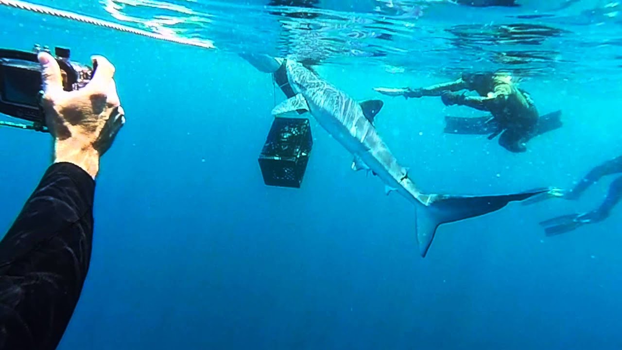 Shark (Mako) attacks freediver - YouTube