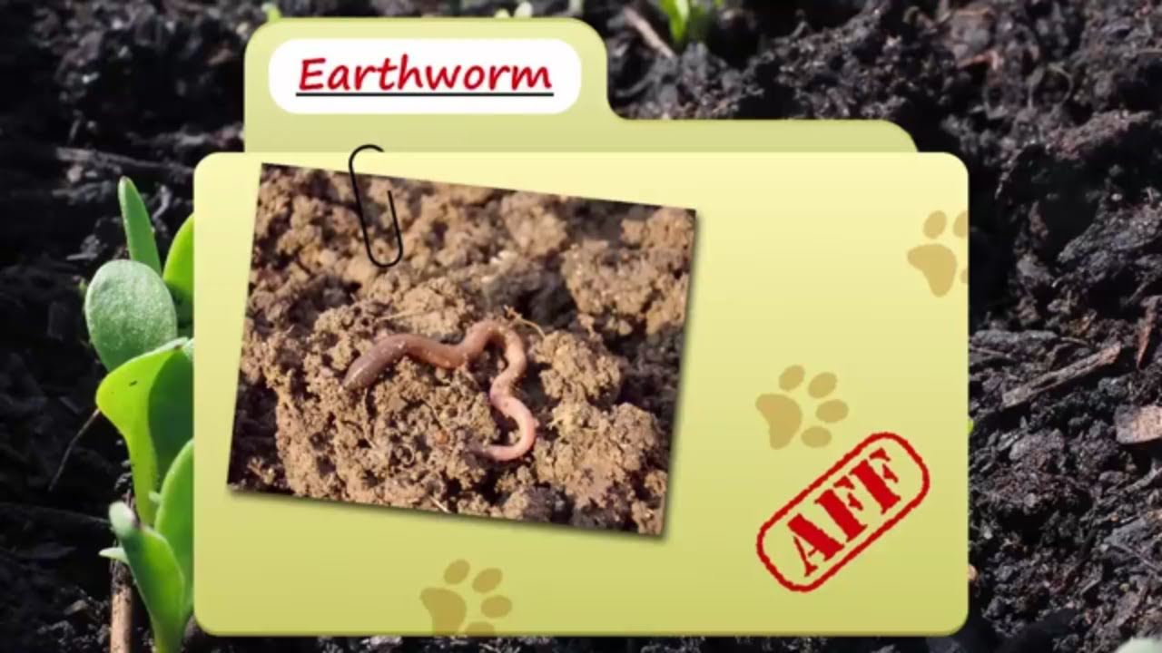 Earthworm facts their poop is pretty legit Animal Fact Files ...