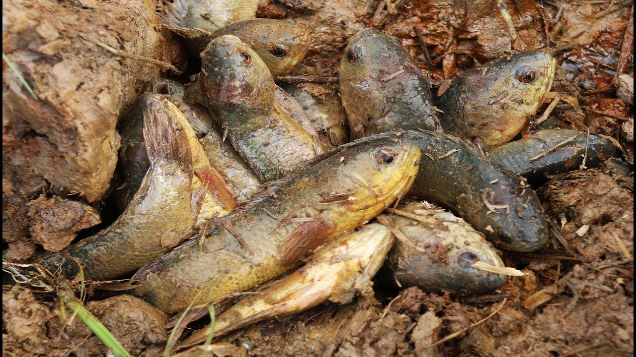 Best Catching Fish In Dry Season Catching Fish in Mud - YouTube