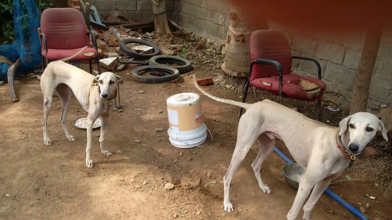 Chippiparai dogs of southern tamilnadu - YouTube