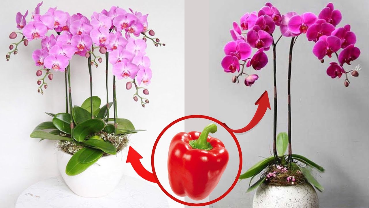 Miraculously, only 1 fruit makes the whole orchid garden explode - YouTube