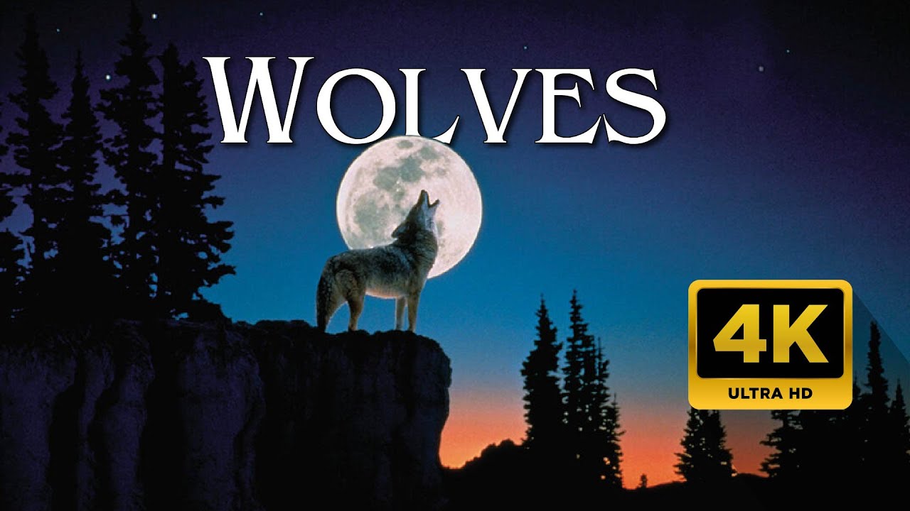 WOLVES 4K - Scenic Wildlife Film With Relaxation Music - YouTube