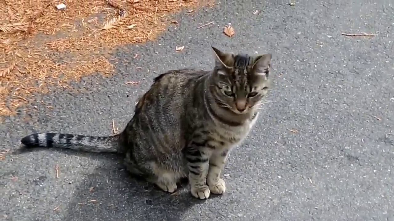 Solar Eclipse Cat - YouTube