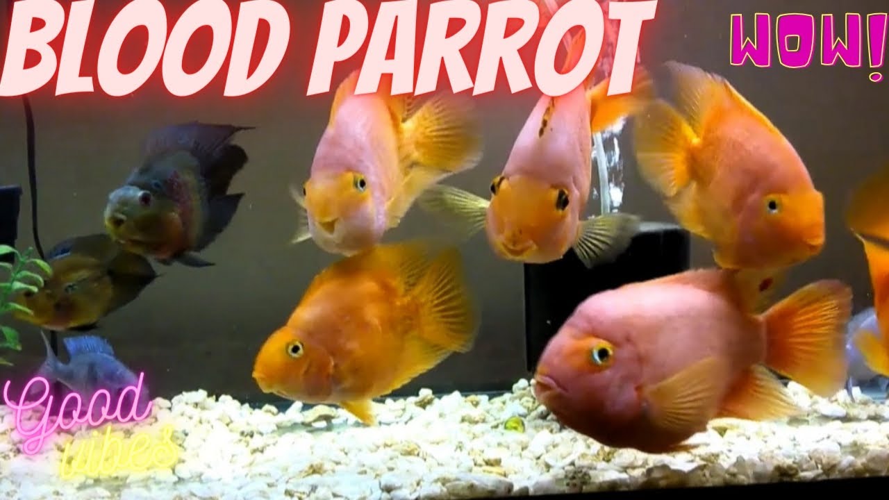 Blood Parrot Fish Tank🔥 - Tank Set-up😍 #parrotfish #cichlid - YouTube