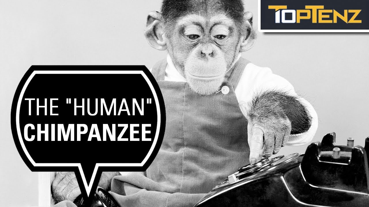 10 Real Animals And Their Legendary Exploits - YouTube