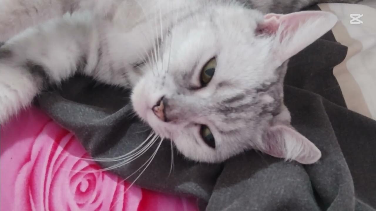 ASMR | This Cat's Purr Will Put You to Sleep INSTANTLY! | Shey Mavel - YouTube