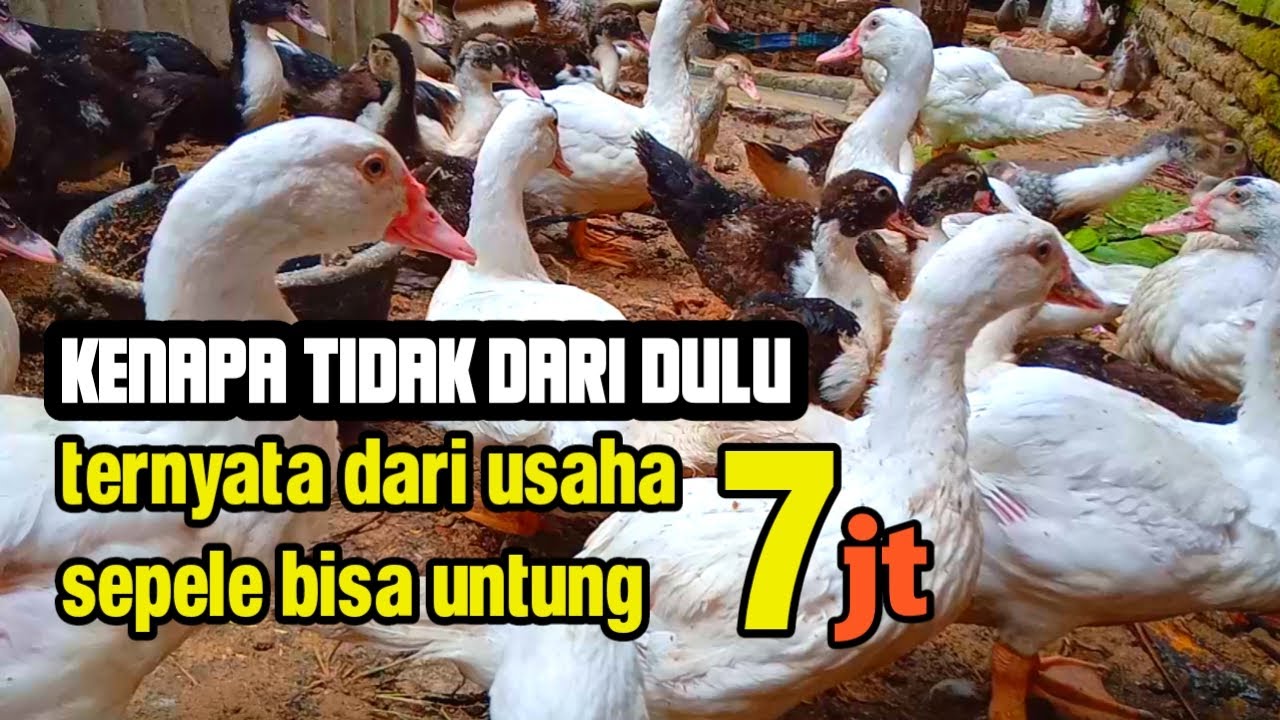 cara menghitung keuntungan usaha ternak entok dengan benar - YouTube