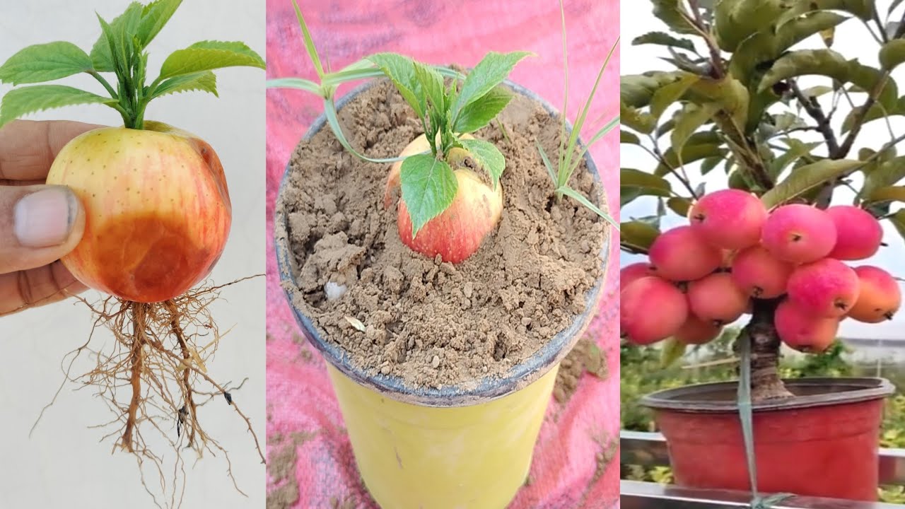 Apple Seeds Germination At Home Step By Step Easy Process How To Grow ...