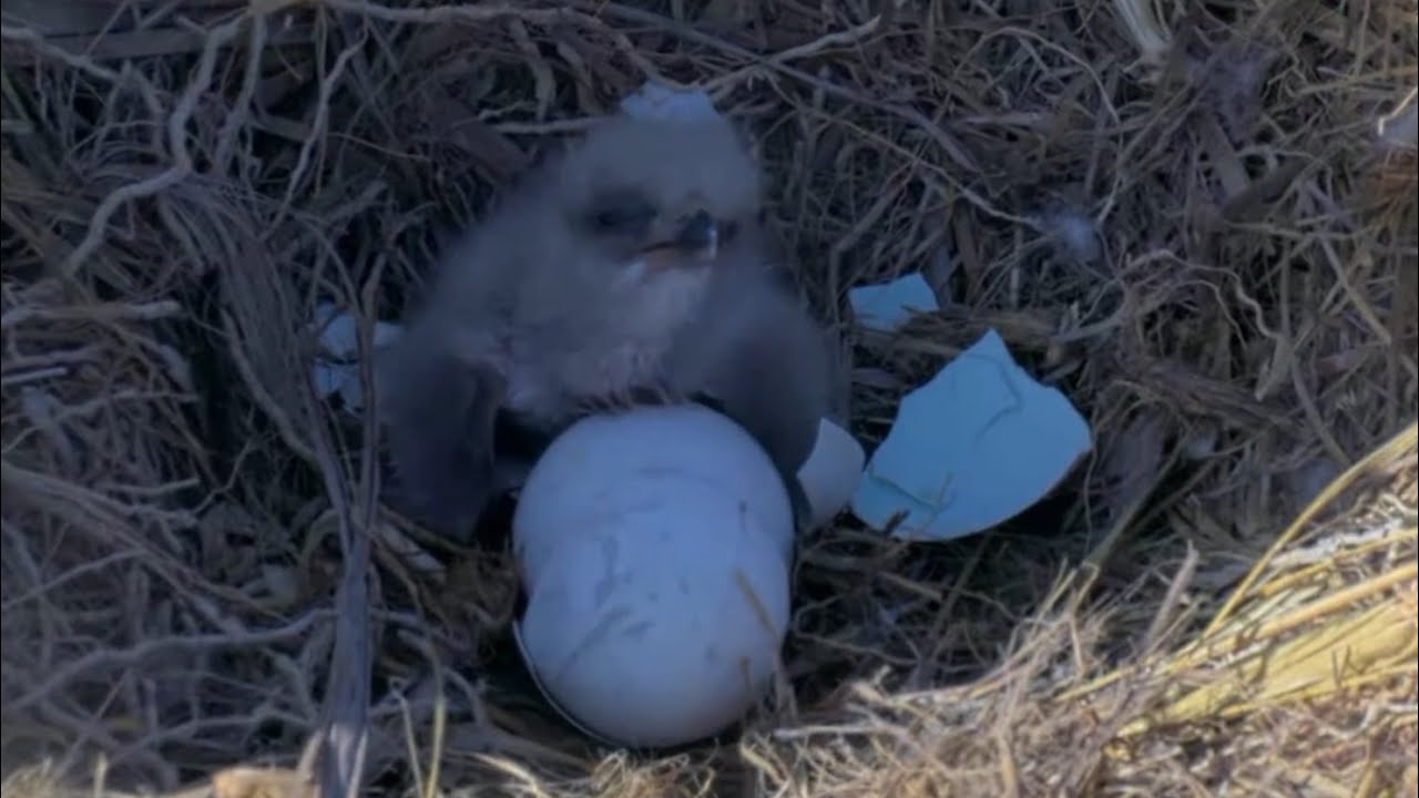 First feeding for new born eaglet | Captiva Eagle Cam | Dec 24, 2024 ...