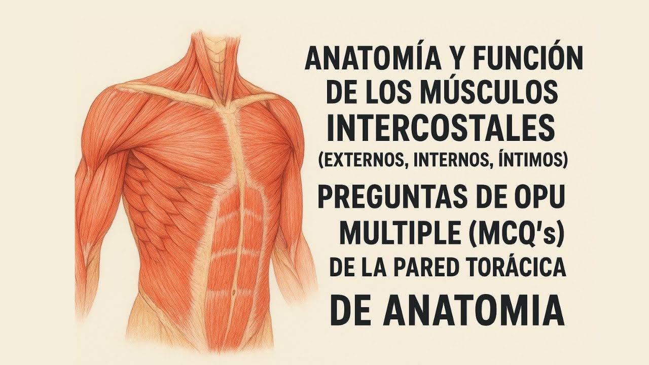 Anatomía y Función de los Músculos Intercostales Externos, Internos ...