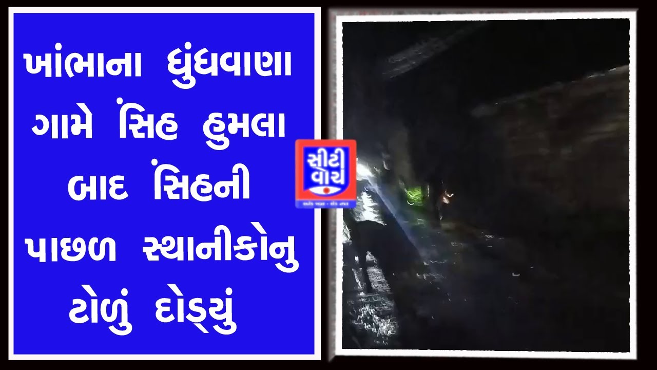 Khambha ના ધુંધવાણા ગામે સિંહ હુમલા બાદ સિંહની પાછળ સ્થાનીકોનુ ટોળું ...