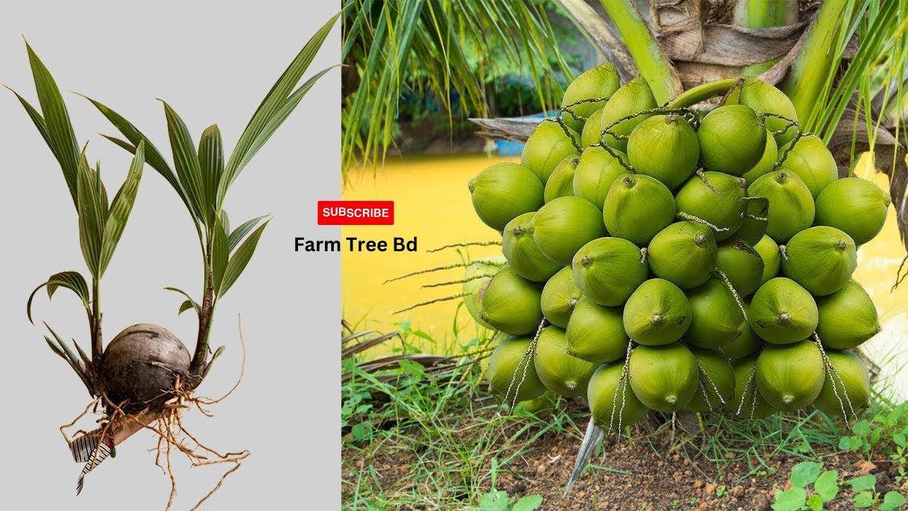 How to grow a coconut tree I Discover How Coconut Trees Grow Faster ...