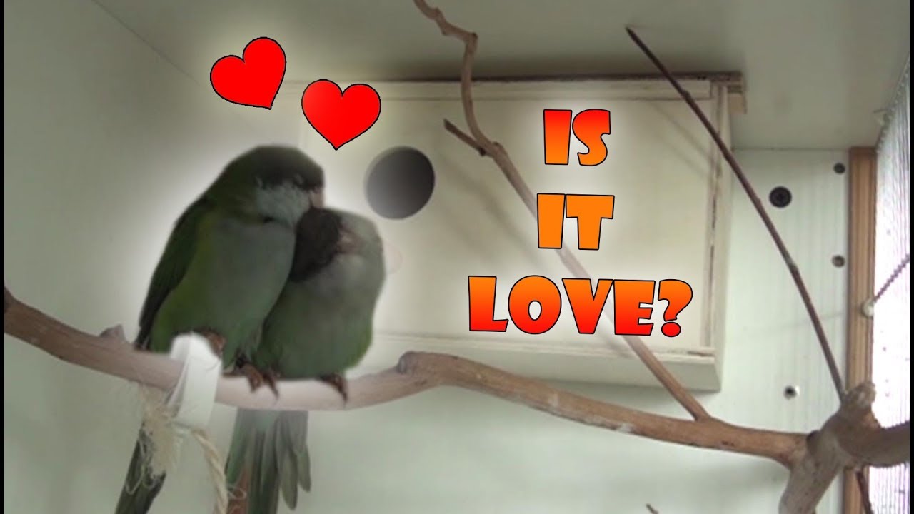 Grey-hooded parakeet (Sierra parakeet) update, are Magic and Mike in ...