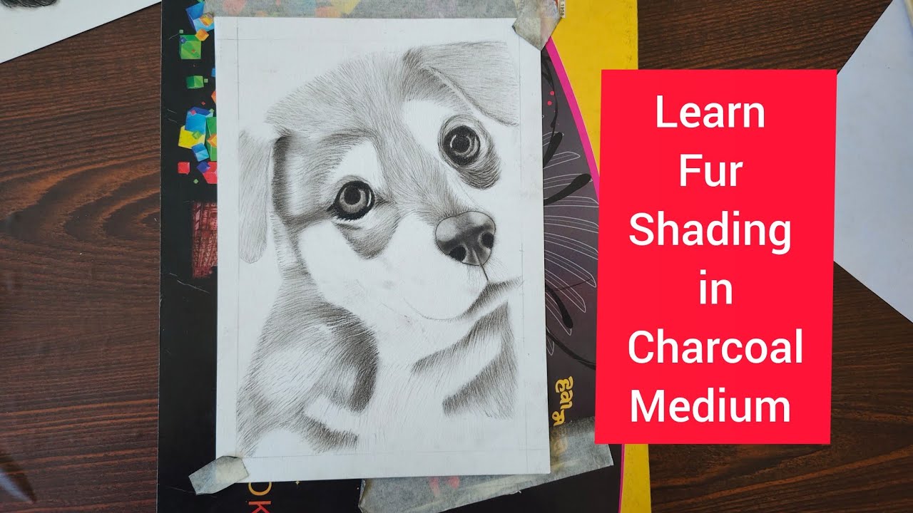 Shading A Dog In Charcoal Medium| Part 1 - YouTube