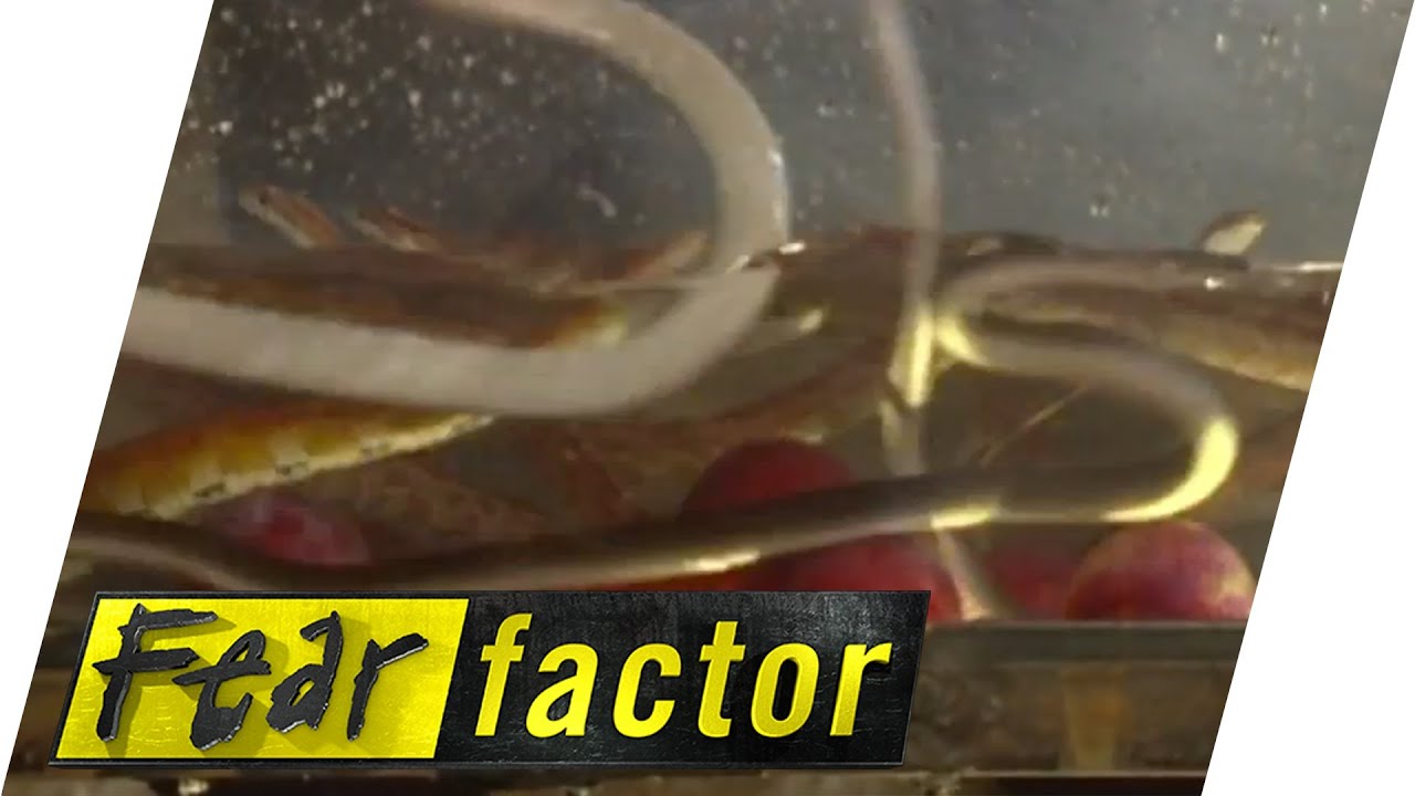 Guy is very scared of Snakes! | Fear Factor Extra - YouTube