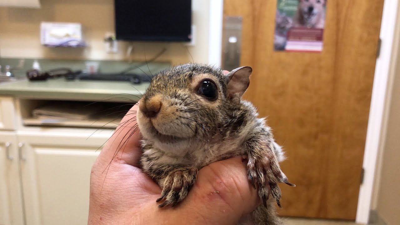 Stuart Little the Adorable Dwarf Squirrel Compilation #2 - YouTube