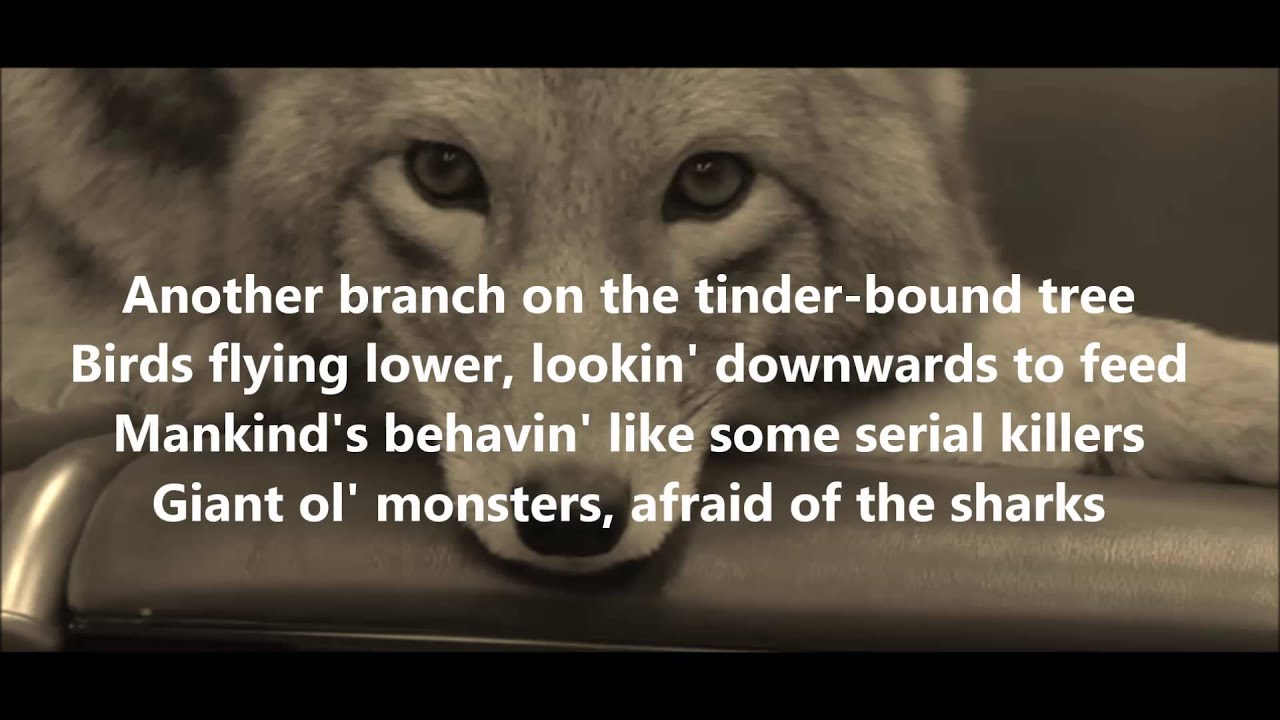 Modest Mouse - Coyotes ( LYRICS ) - YouTube